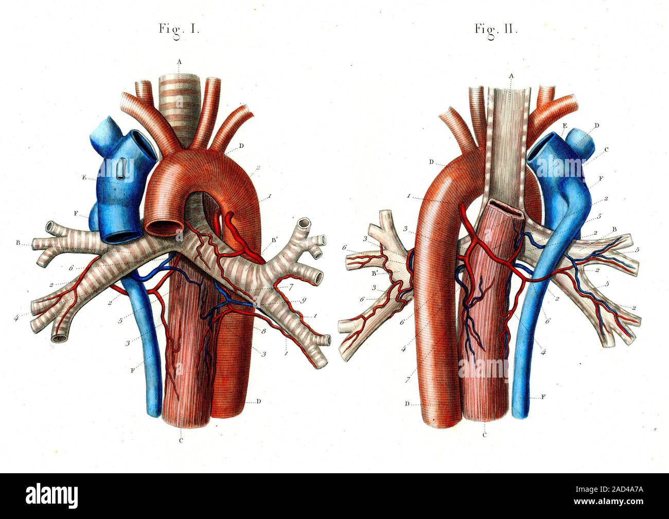 Aortic arch. 1866 illustration showing the front and rear anatomy of ...