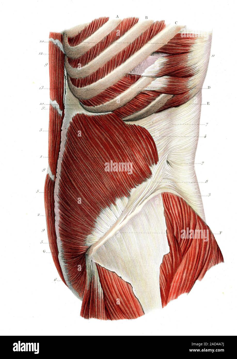 Abdominal muscles. 1866 illustration showing the structure of the ...