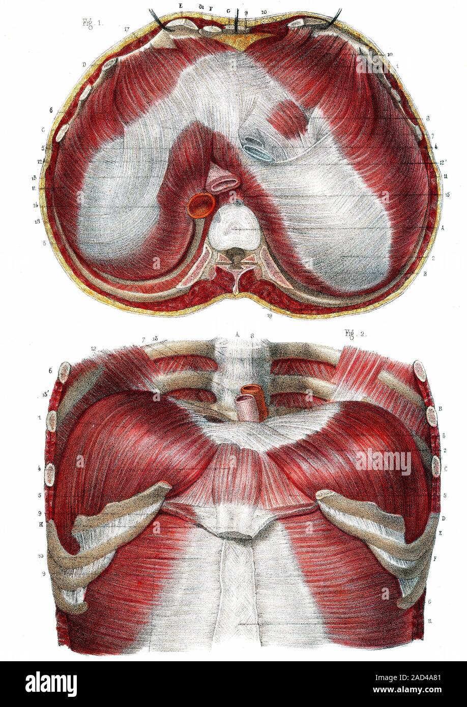 Diaphragm anatomy. 1866 anatomical illustration showing the human ...