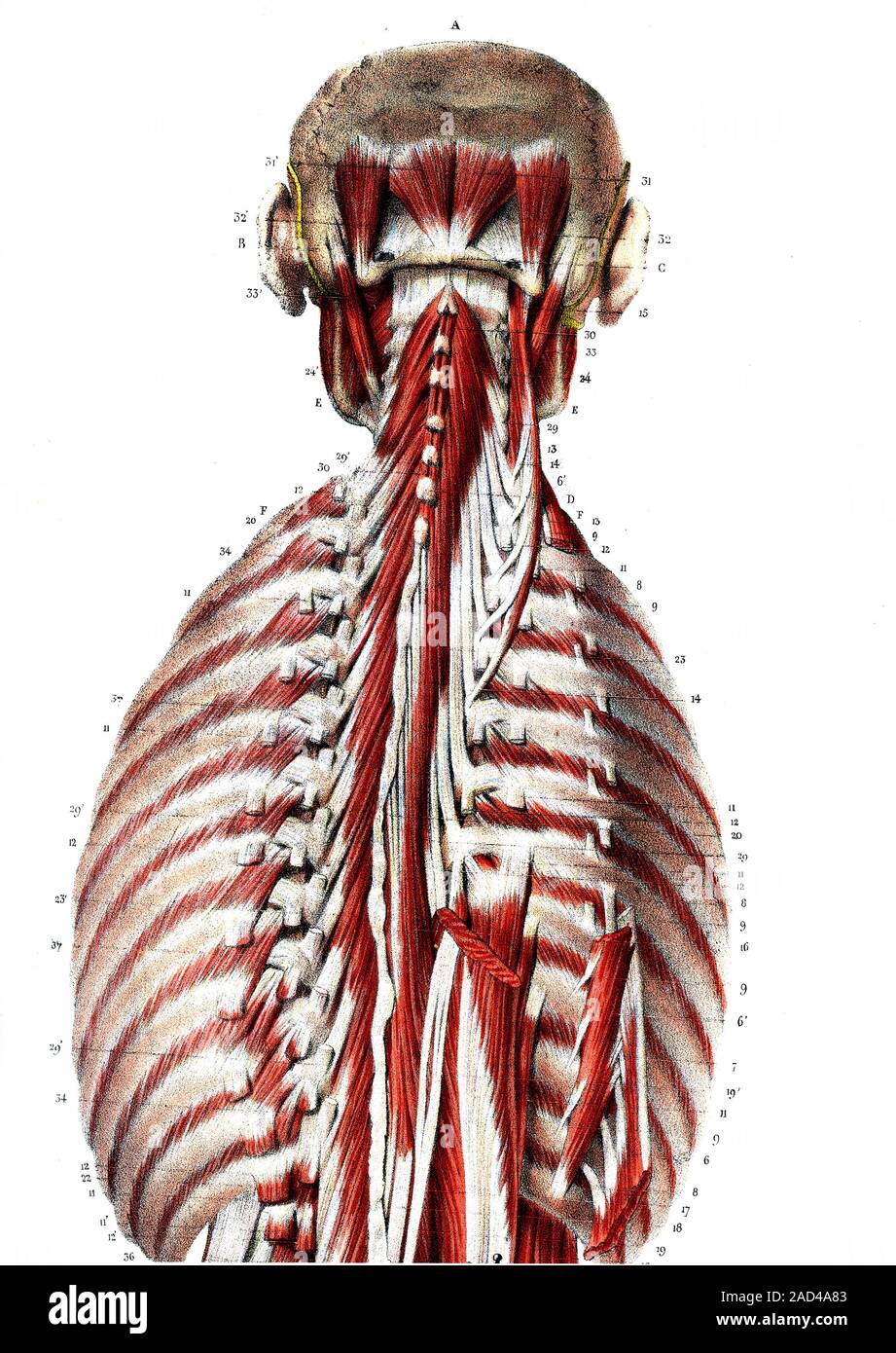 Chest and neck muscles. 1866 anatomical illustration showing the ...