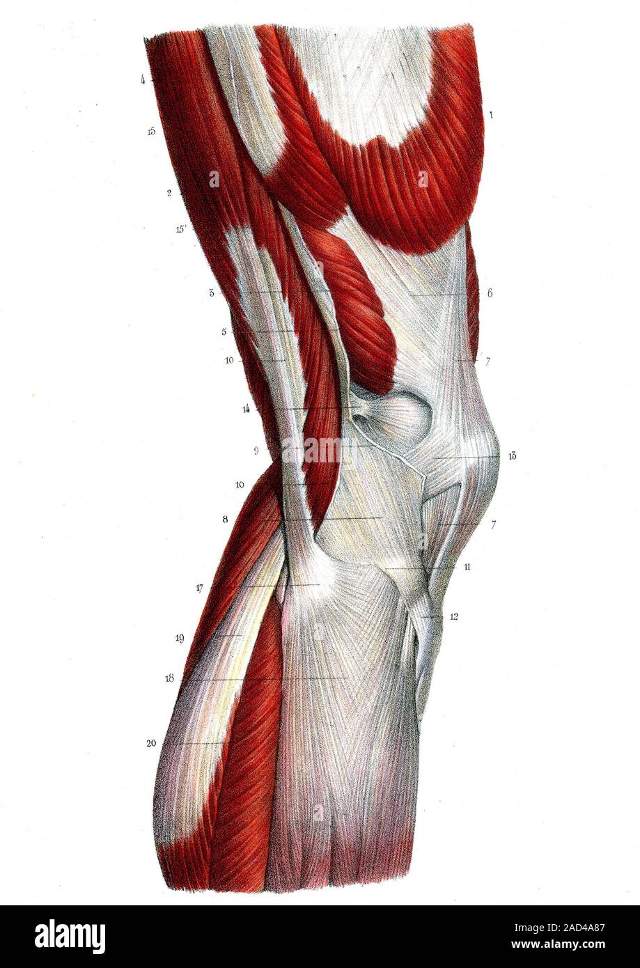 Leg and knee muscles. 1866 anatomical illustration showing the muscles ...