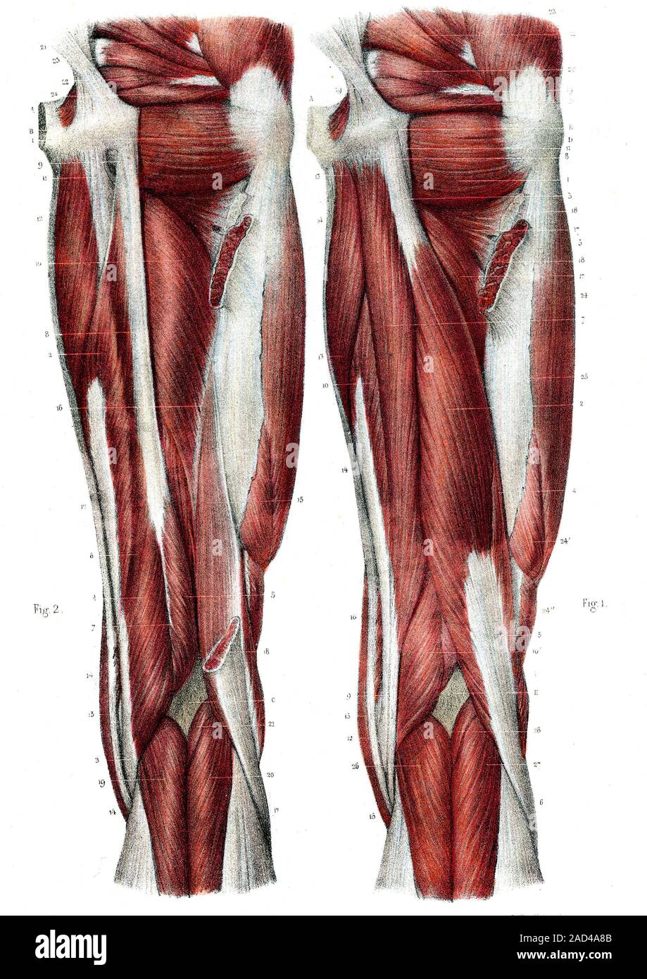 Leg muscles. 1866 illustration showing the structure of the muscles ...
