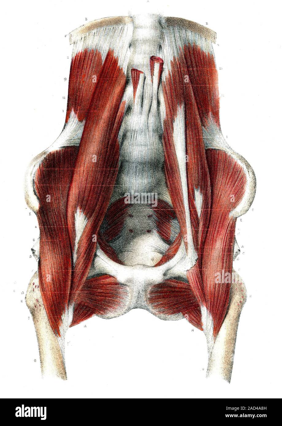 Pelvic and abdominal muscles. 1866 illustration of the internal muscles ...