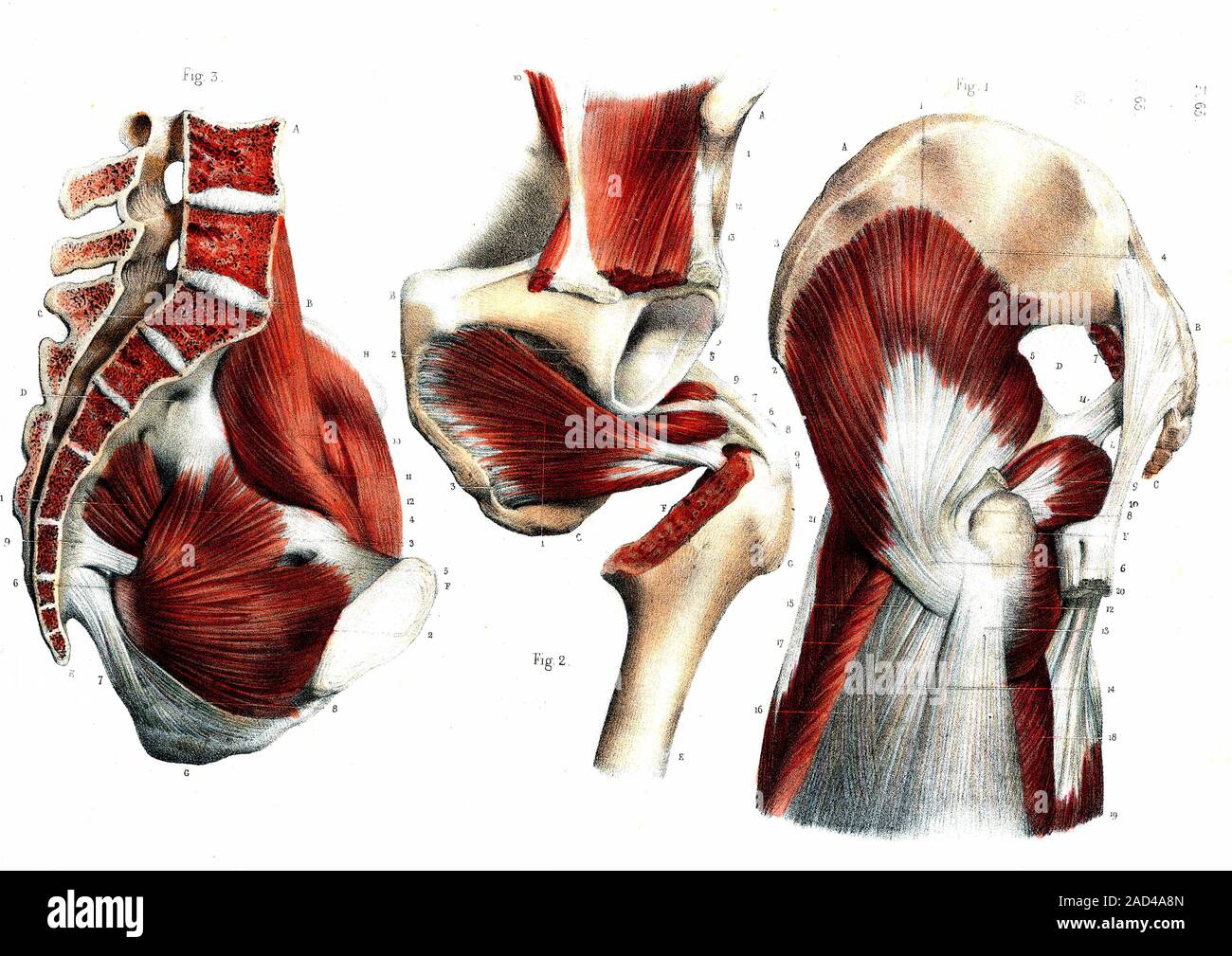 Hip muscles. 1866 illustration showing the muscles (brown), tendons ...