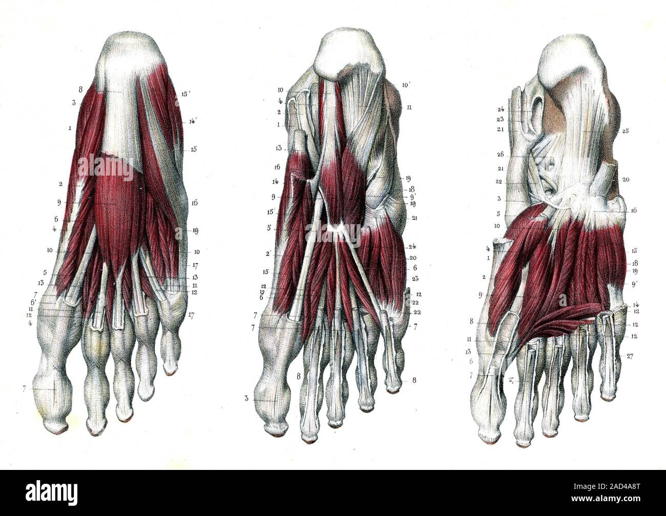 Foot anatomy. 1866 anatomical illustration showing the muscles (brown ...