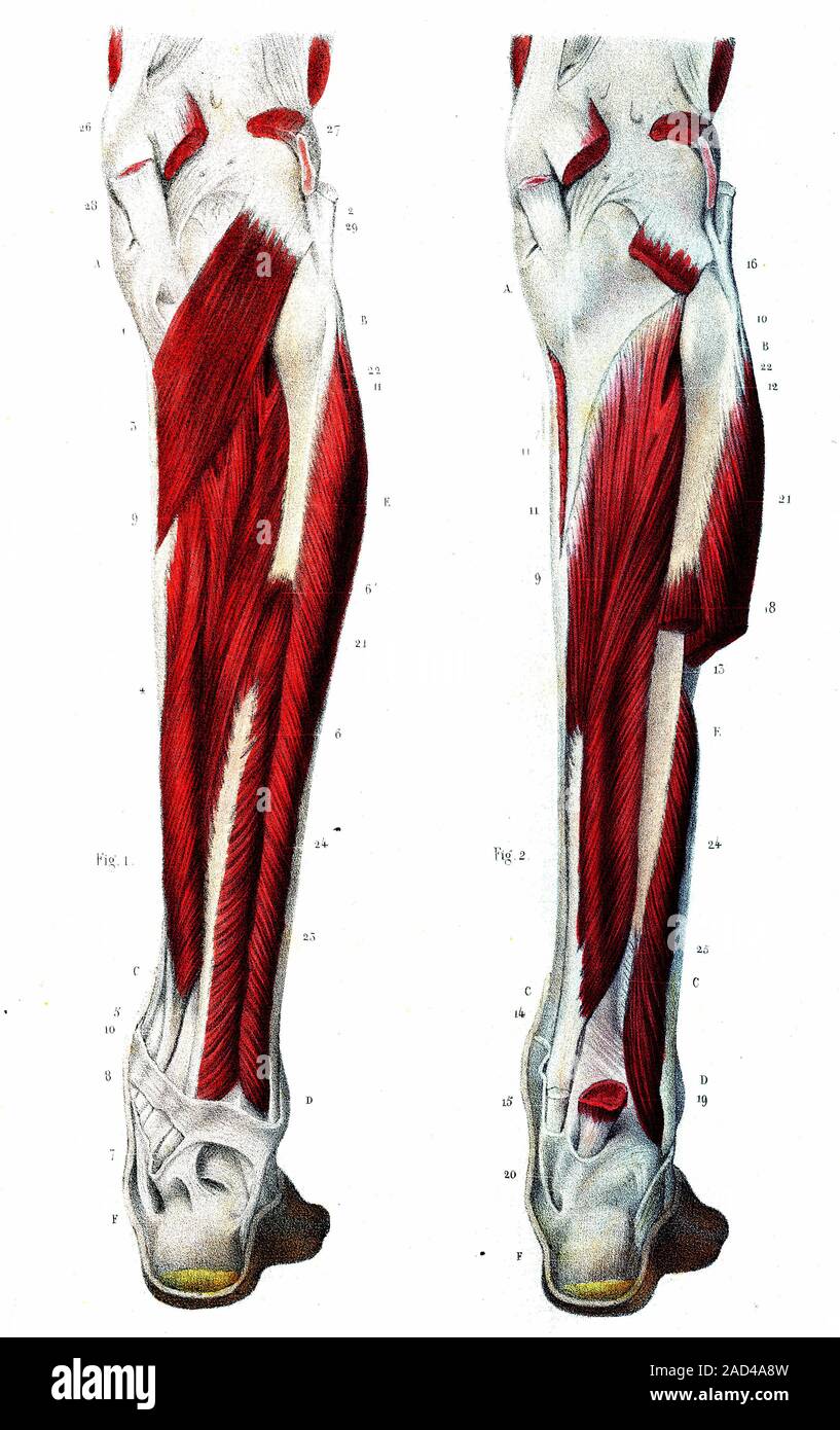 Leg muscles. 1866 illustration showing the structure of the muscles ...
