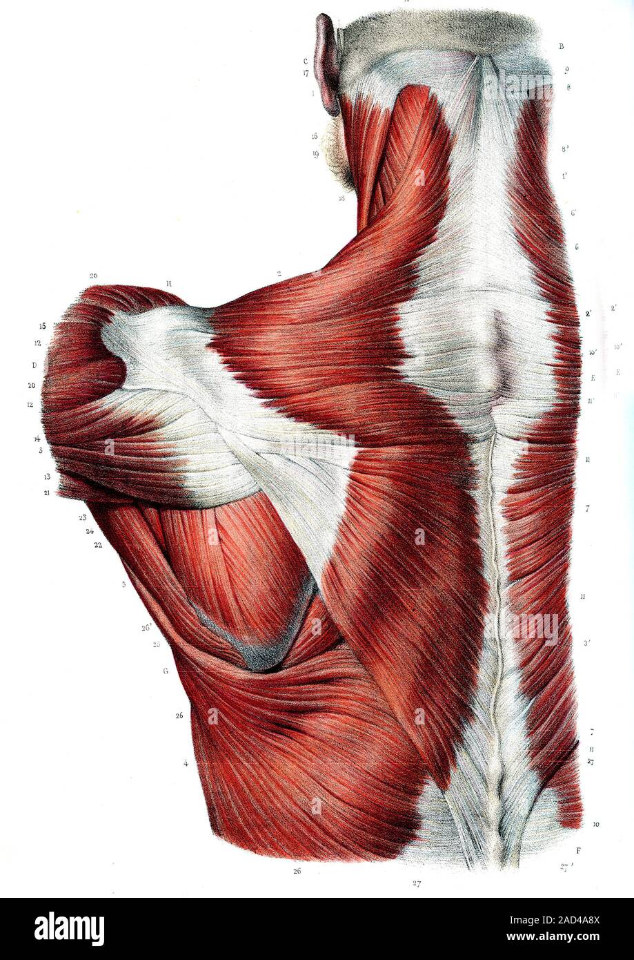 Chest and shoulder muscles. 1866 anatomical illustration showing the ...