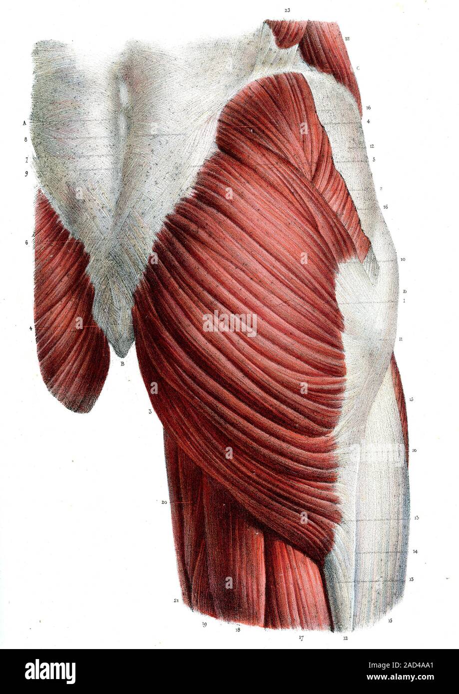 Human thigh muscles. 1866 illustration showing the structure of the ...