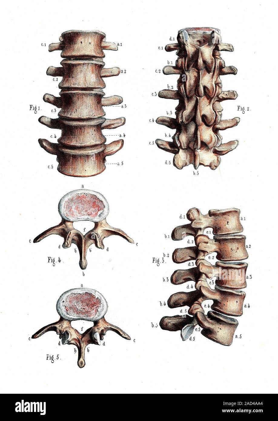 Lumbar spine anatomy. 1866 anatomical illustration of the lumbar spine ...
