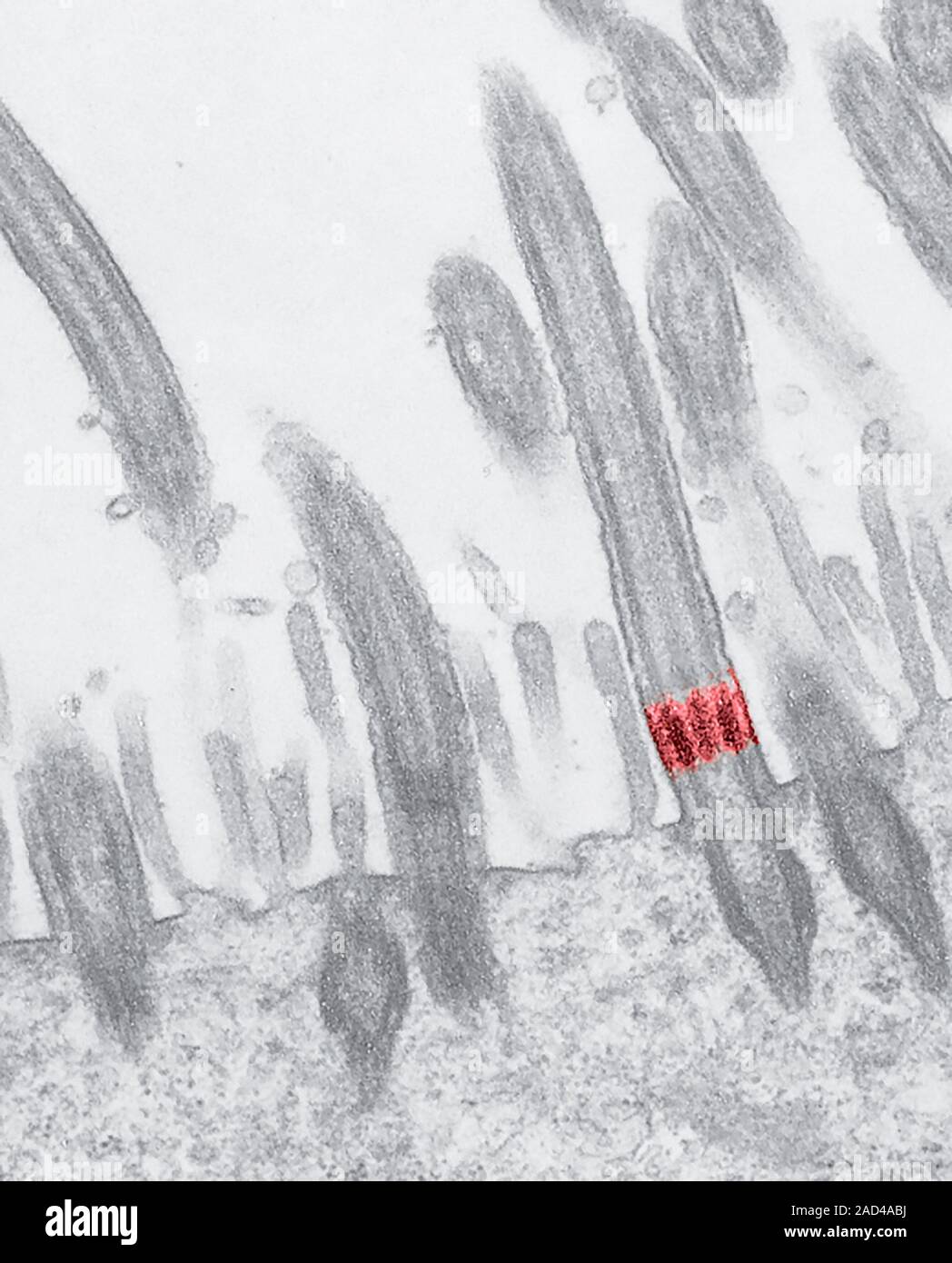 Stomach cilia in mutant mouse, coloured transmission electron ...