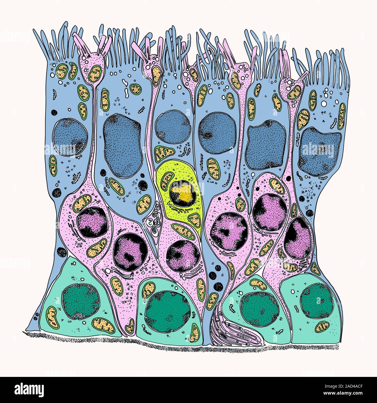 Olfactory epithelium. Computer illustration of a section through the ...