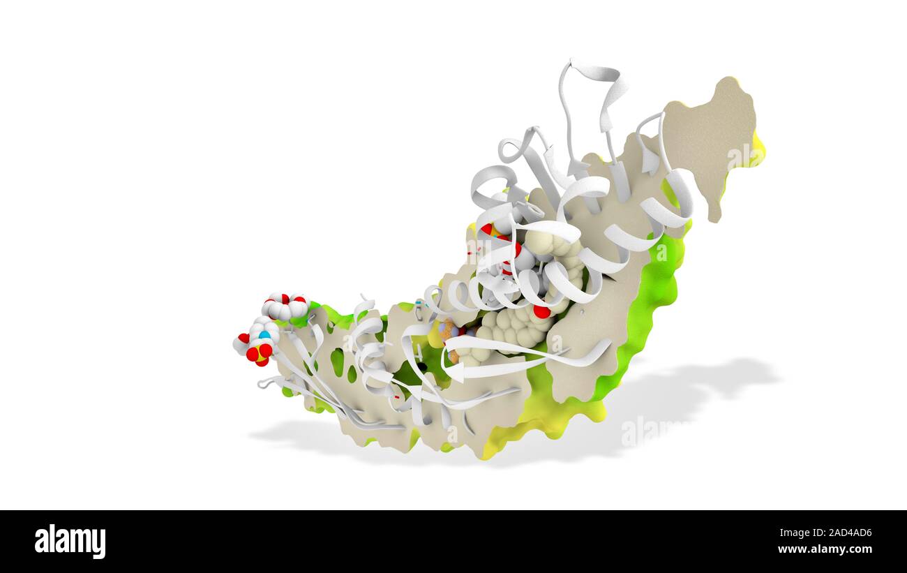 Torcetrapib and cholesterol. Computer illustration showing the ...