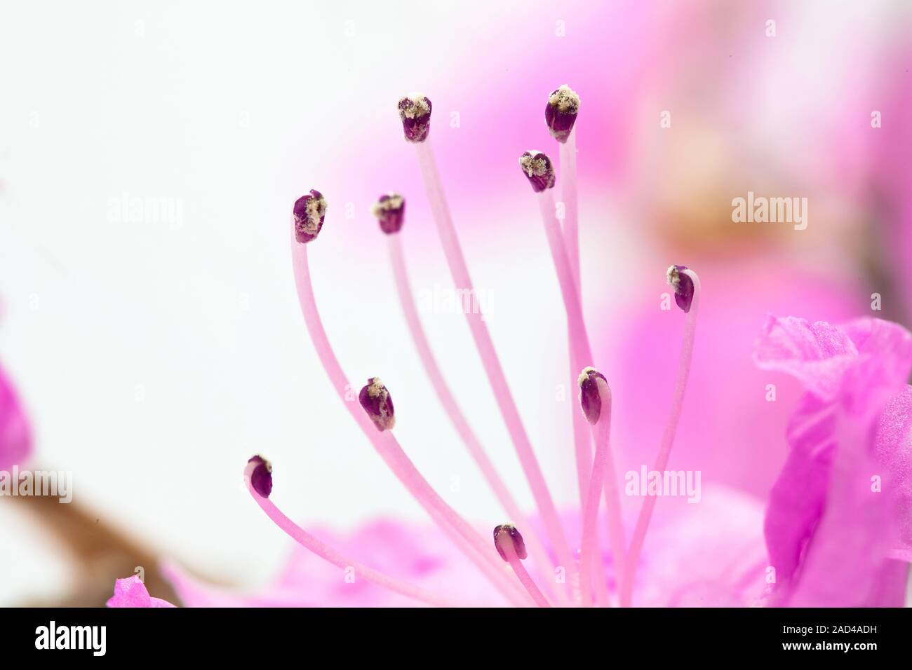 Royal azalea hi-res stock photography and images - Alamy