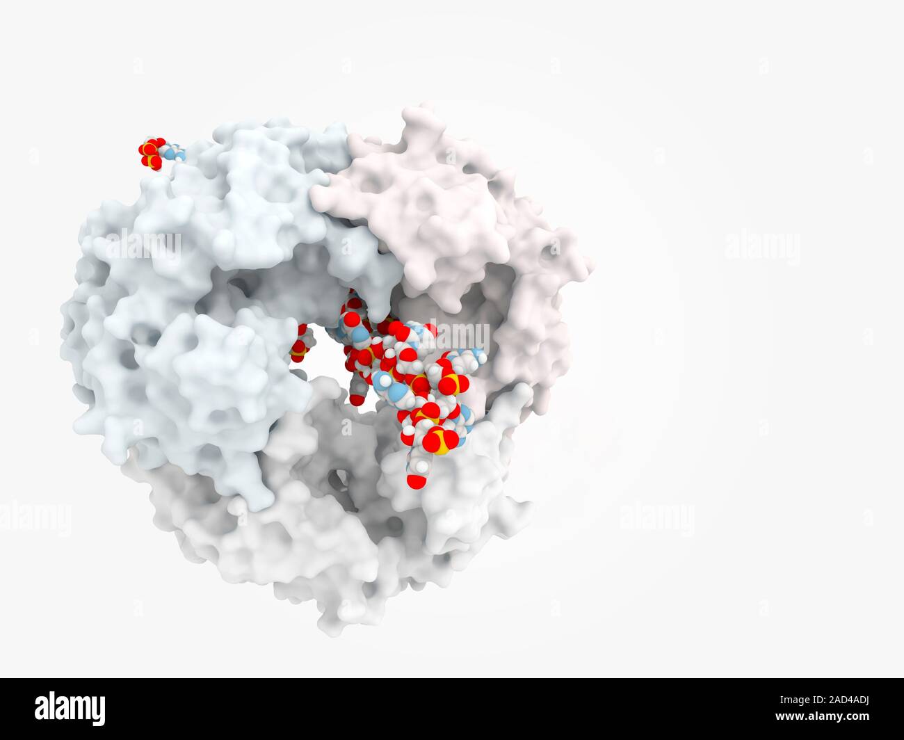 Polynucleotide phosphorylase molecule. Computer illustration showing ...