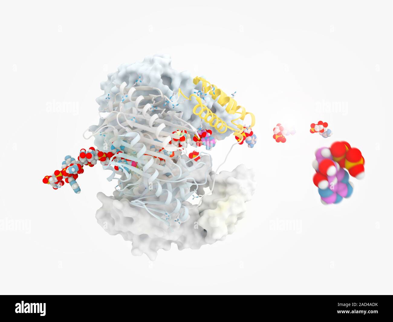 Polynucleotide phosphorylase molecule. Computer illustration showing ...