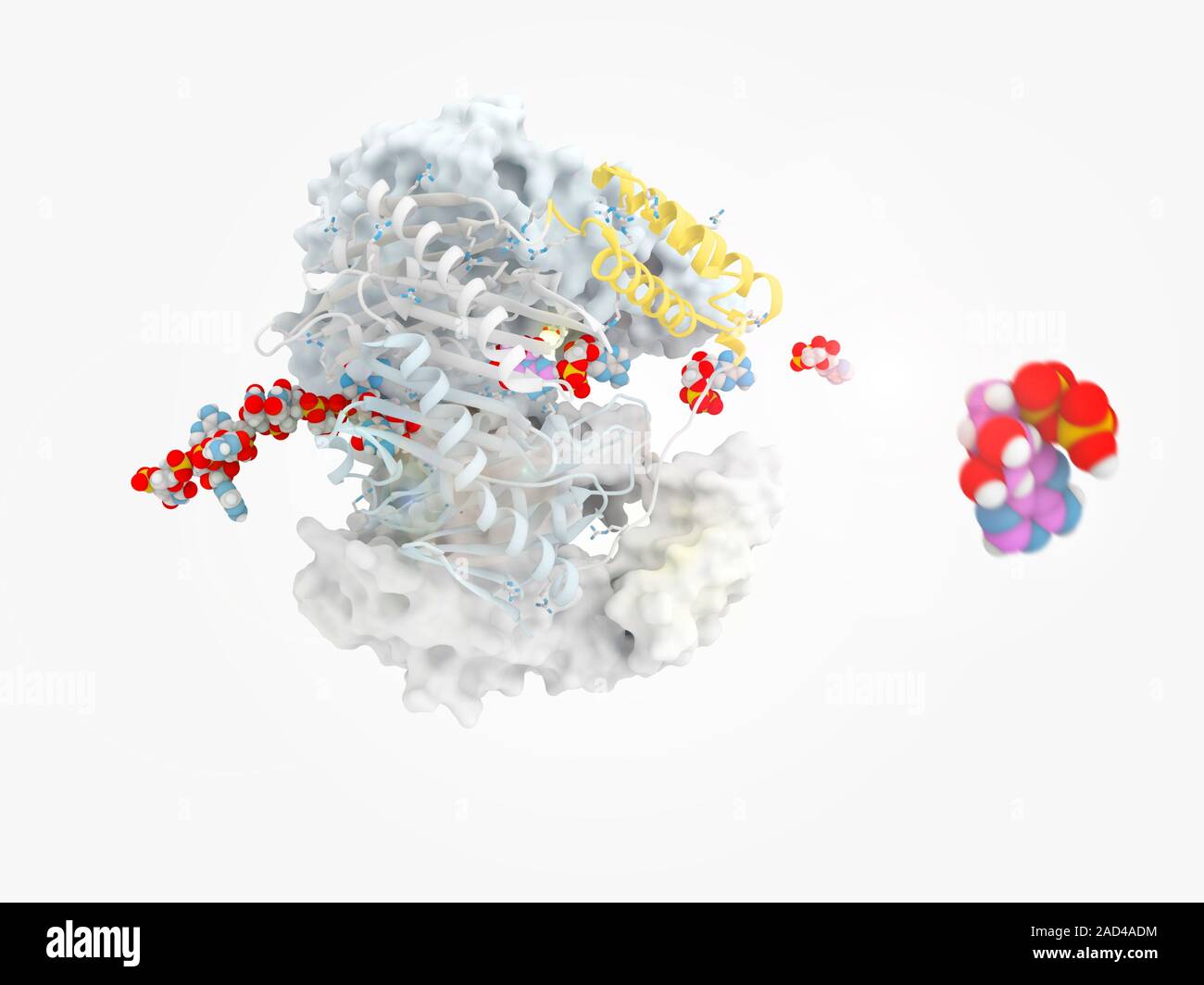 Polynucleotide phosphorylase molecule. Computer illustration showing ...