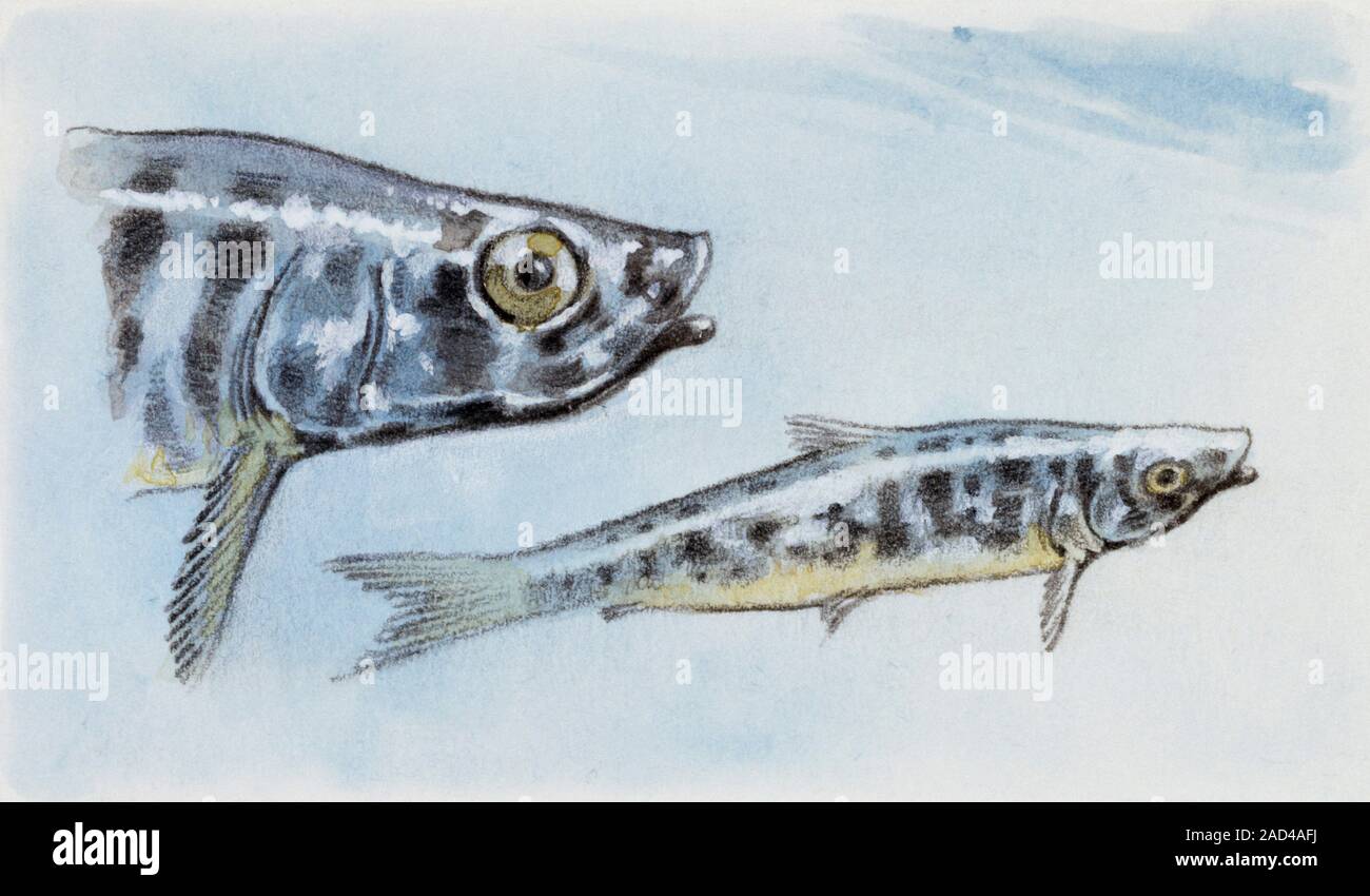 Extinct fish, illustration Stock Photo - Alamy