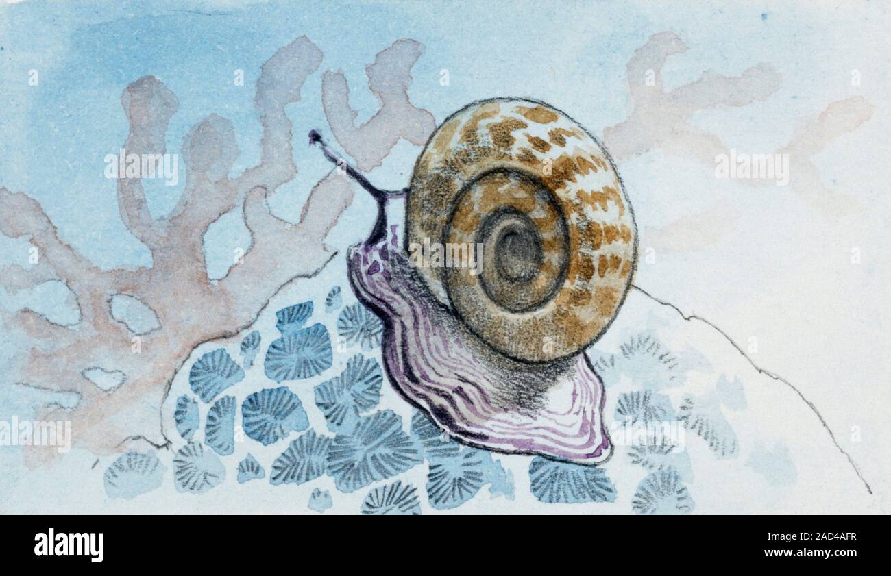 Planorbis sp, Gastropods genus, illustration Stock Photo - Alamy