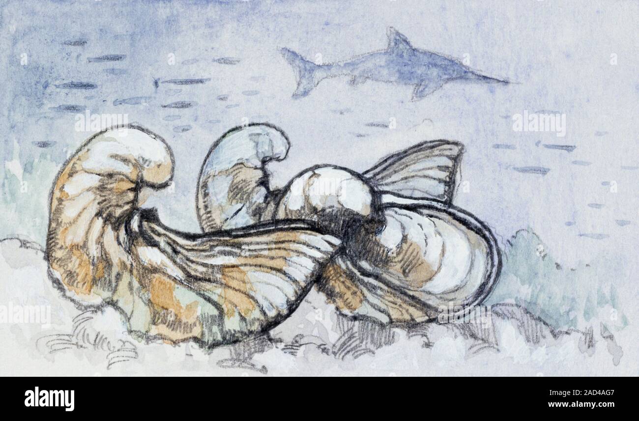 Reconstruction of the habitat of a Devil's toenails (Gryphaea sp ...