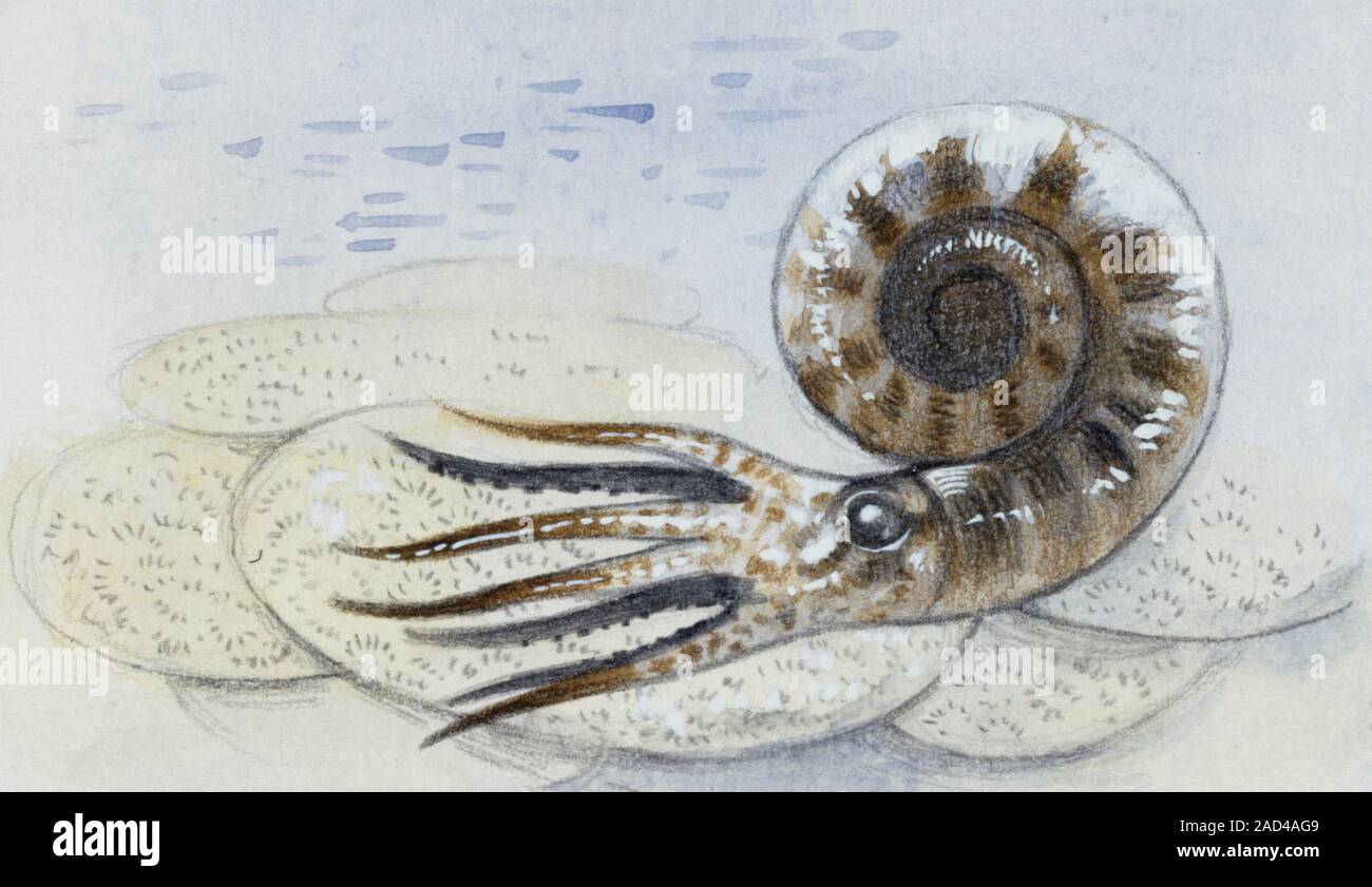 Reconstruction of ammonite, a subclass of Cephalopoda which went ...