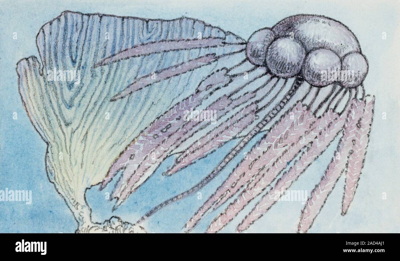Graptolite, extinct class of Graptolithinia, illustration Stock Photo ...
