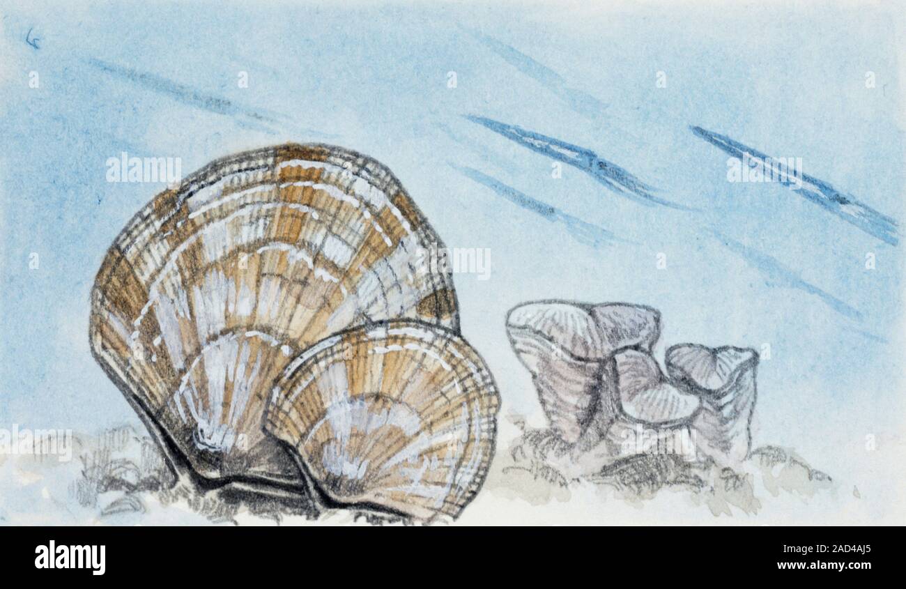 Reconstruction of Atrypa sp, extinct genus of Brachiopods, illustration ...