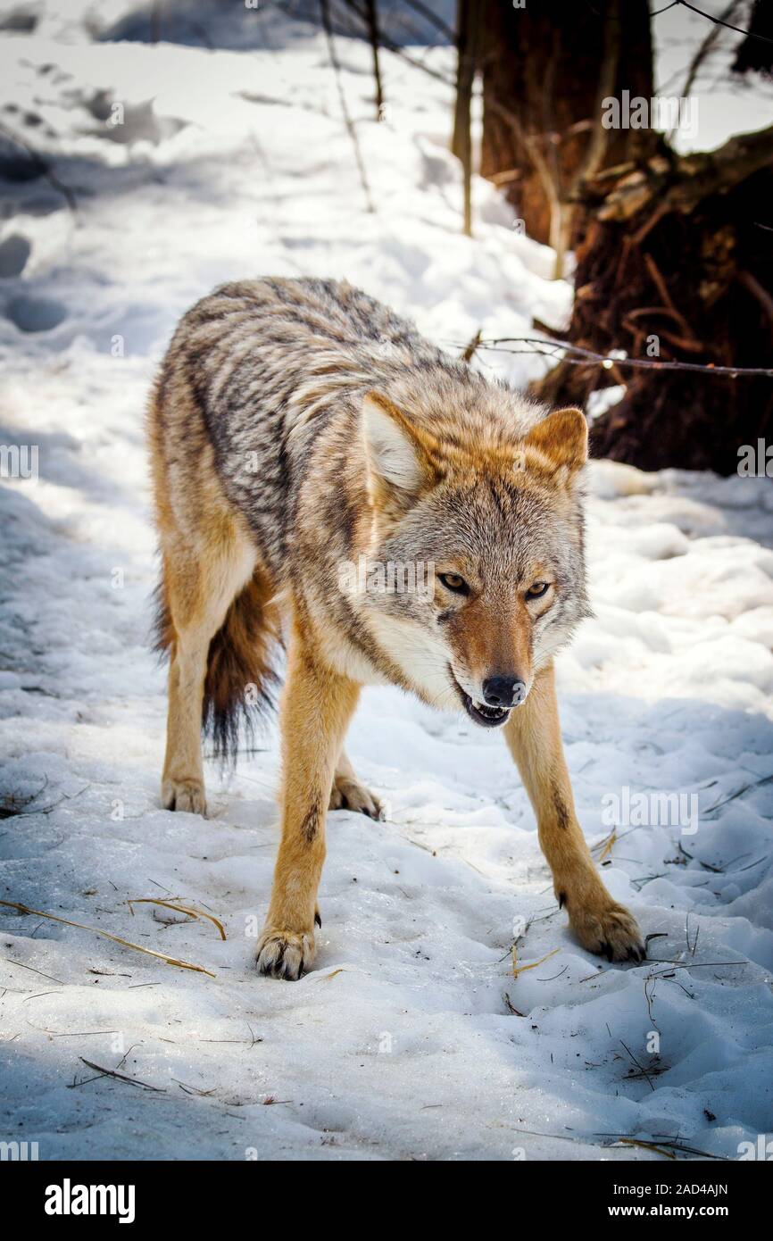 Male coyote (Canis latrans) in snow. Coyotes are wolf-like canids that ...