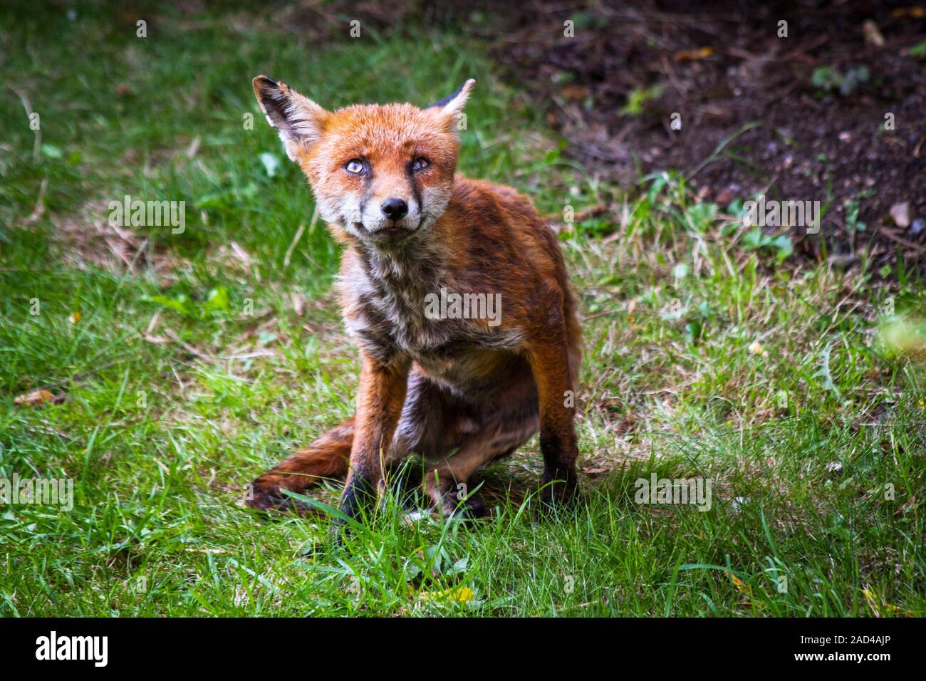 Red (Vulpes vulpes) fox with mange. Mange is a class of skin diseases ...