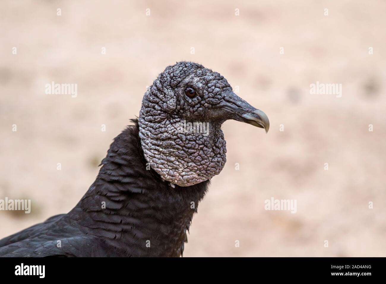 Black vulture (Coragyps atratus) head. This bird of prey ranges from ...
