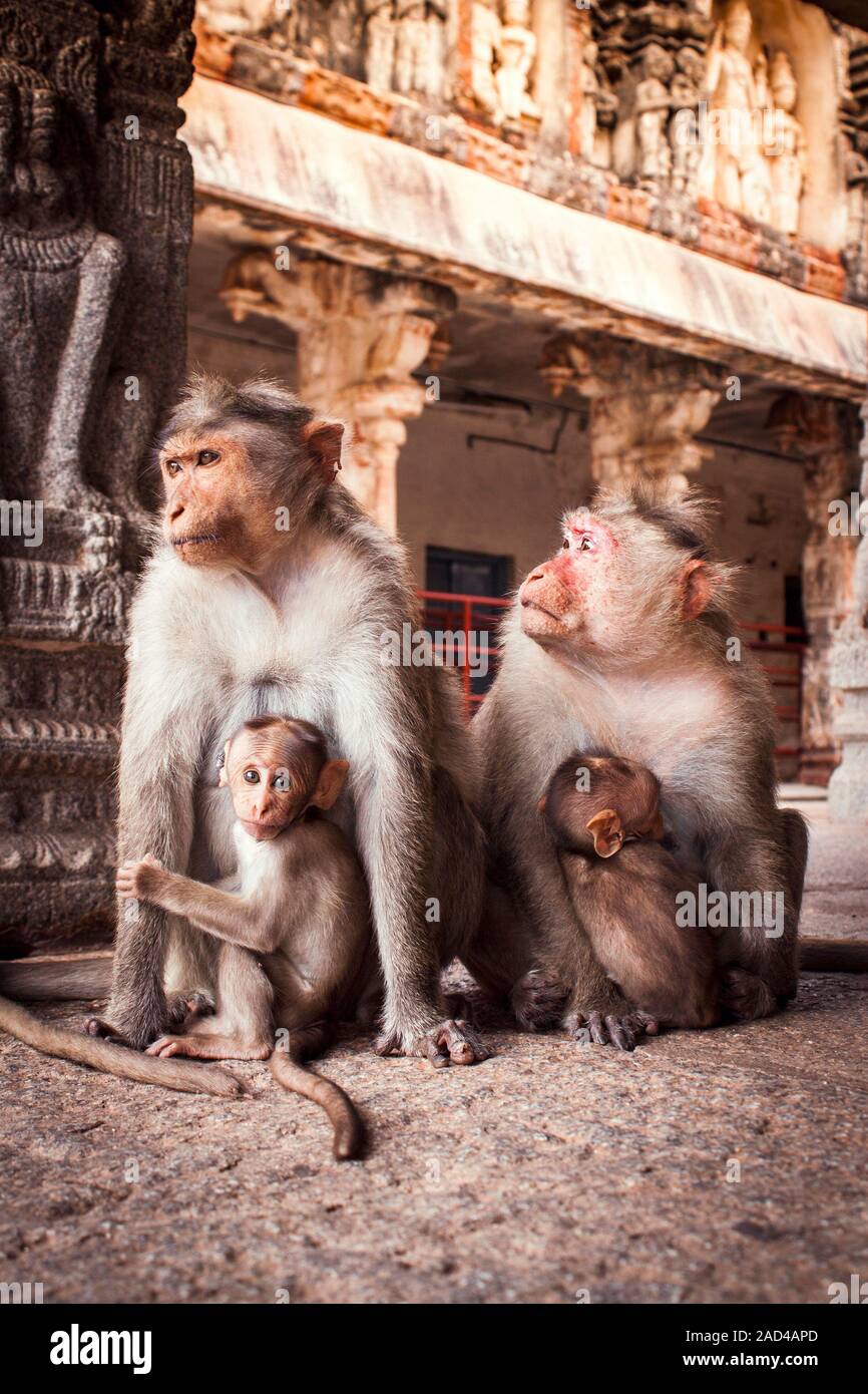 Bonnet macaques (Macaca radiata) and young. Female bonnet macaques with ...