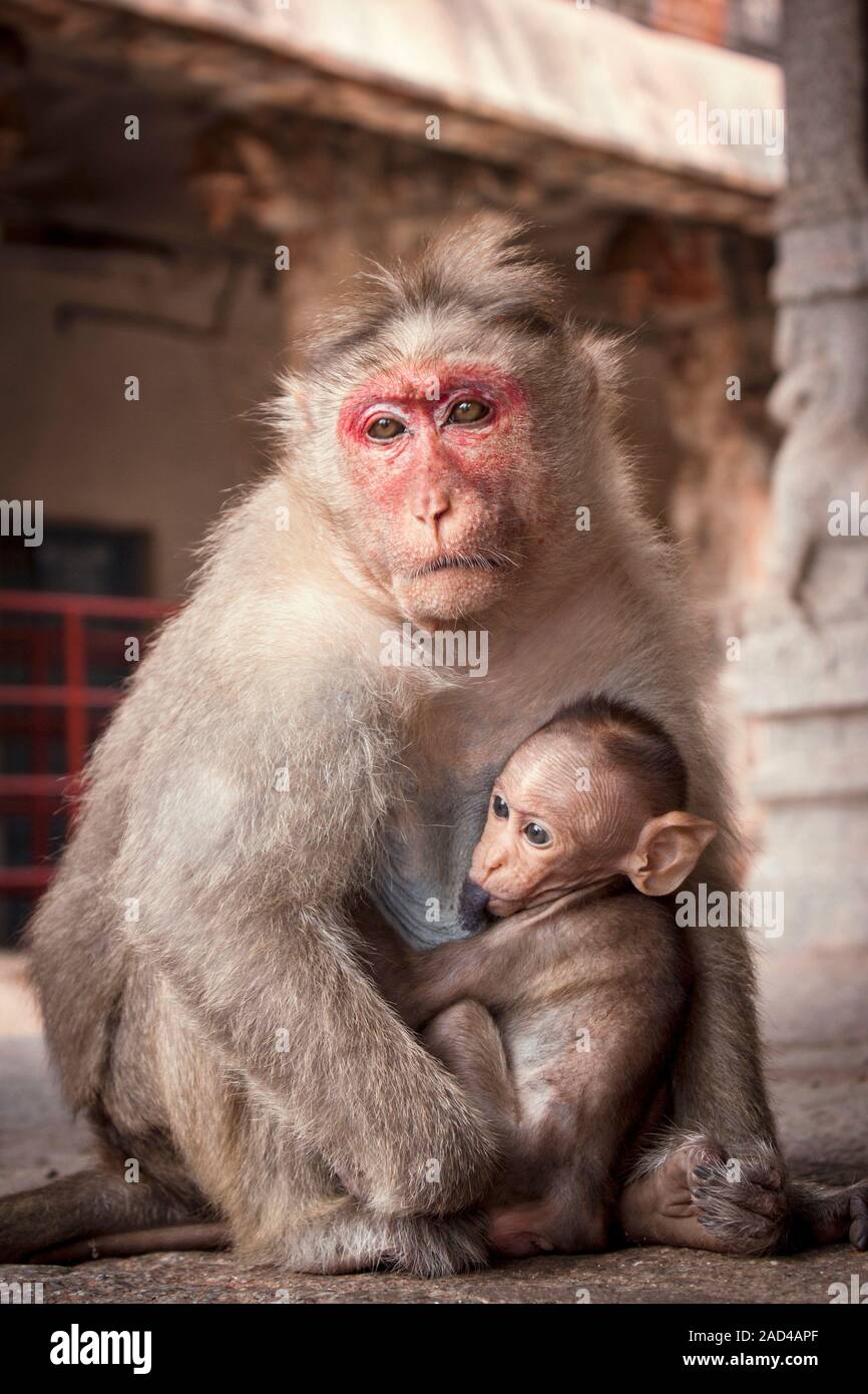 Bonnet macaque (Macaca radiata) and baby. Female bonnet macaque with ...