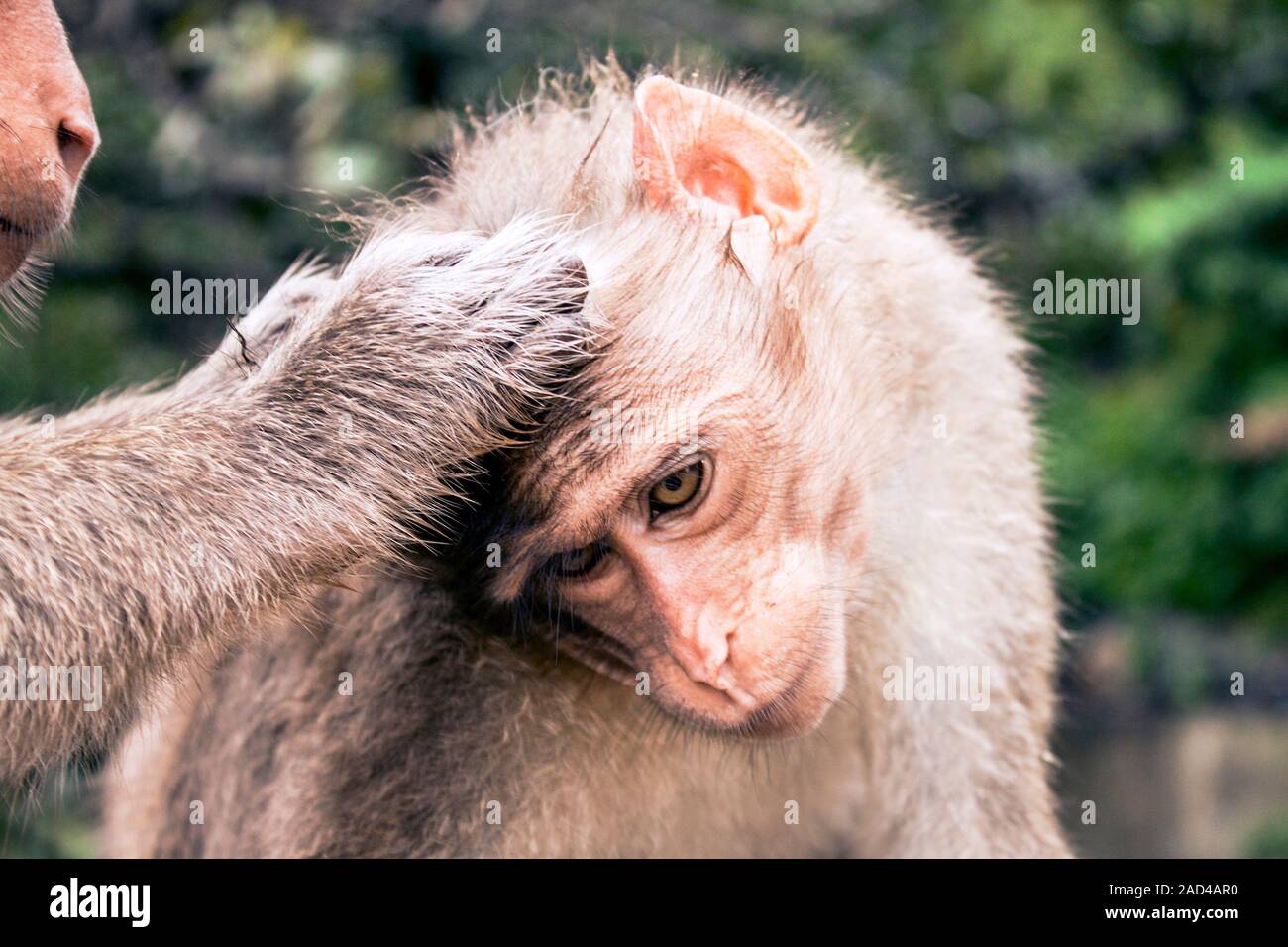 Bonnet macaques (Macaca radiata). Male bonnet macaque grooming a female ...