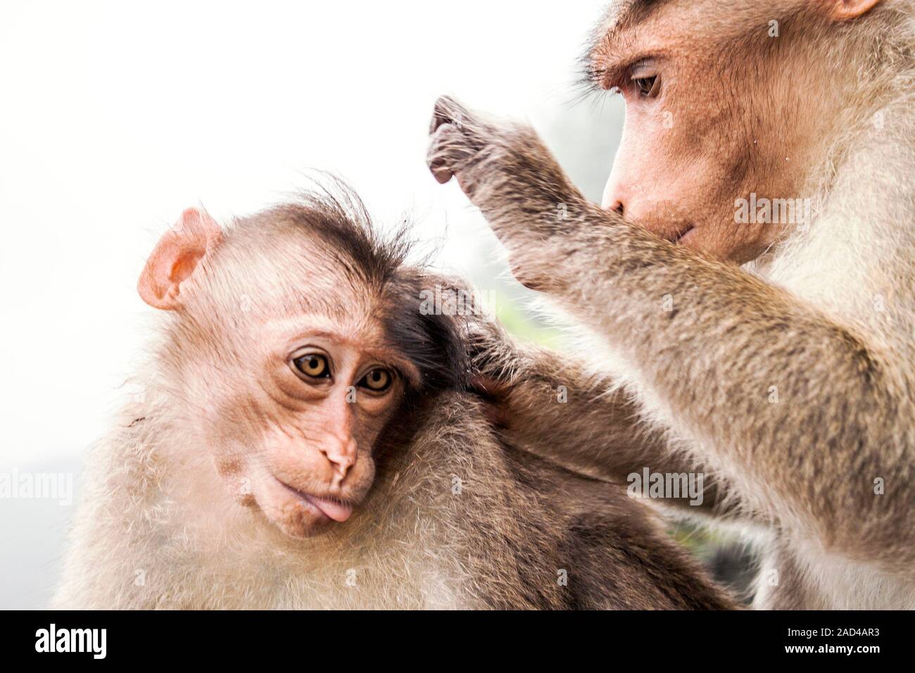 Bonnet macaques (Macaca radiata). Male bonnet macaque grooming a female ...