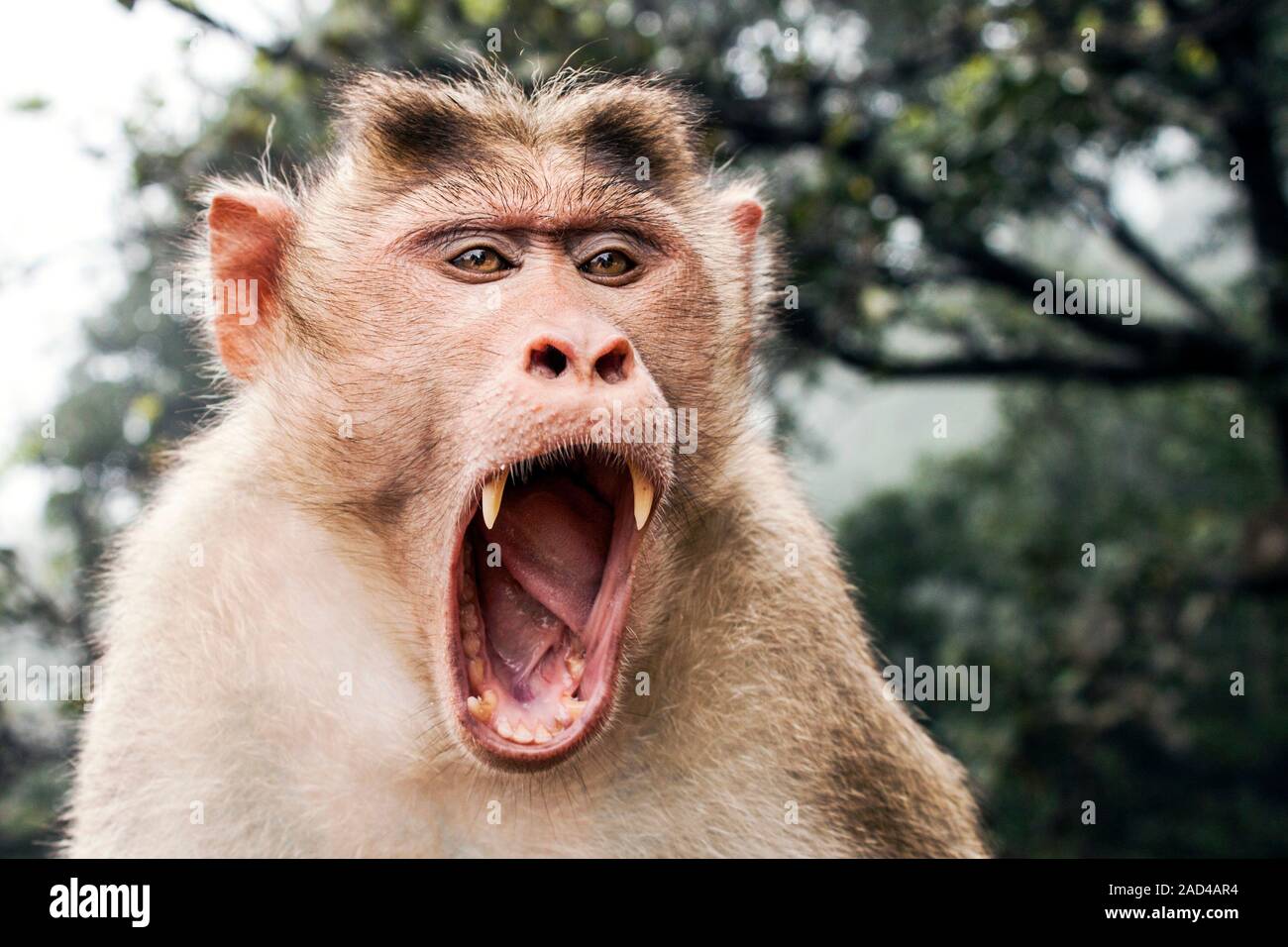 Bonnet macaque (Macaca radiata) yawning. Male bonnet macaque yawning ...