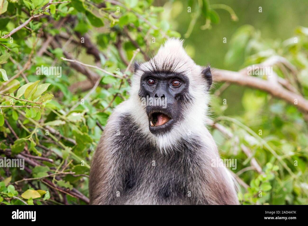 Hanuman langur (Semnopithecus entellus). Langur monkeys are distributed ...