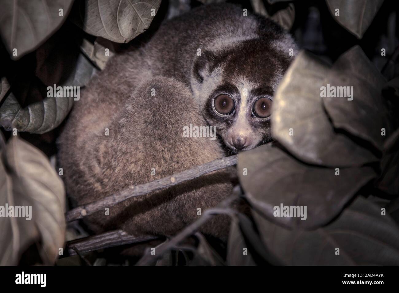 Javan slow loris (Nycticebus javanicus). This nocturnal arboreal ...