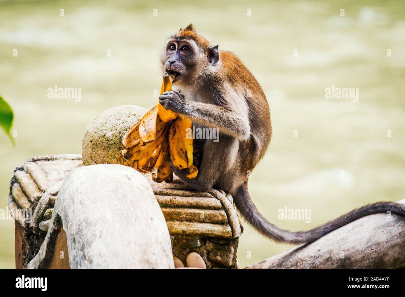 Crab-eating macaque (Macaca fascicularis) eating bananas. This monkey ...