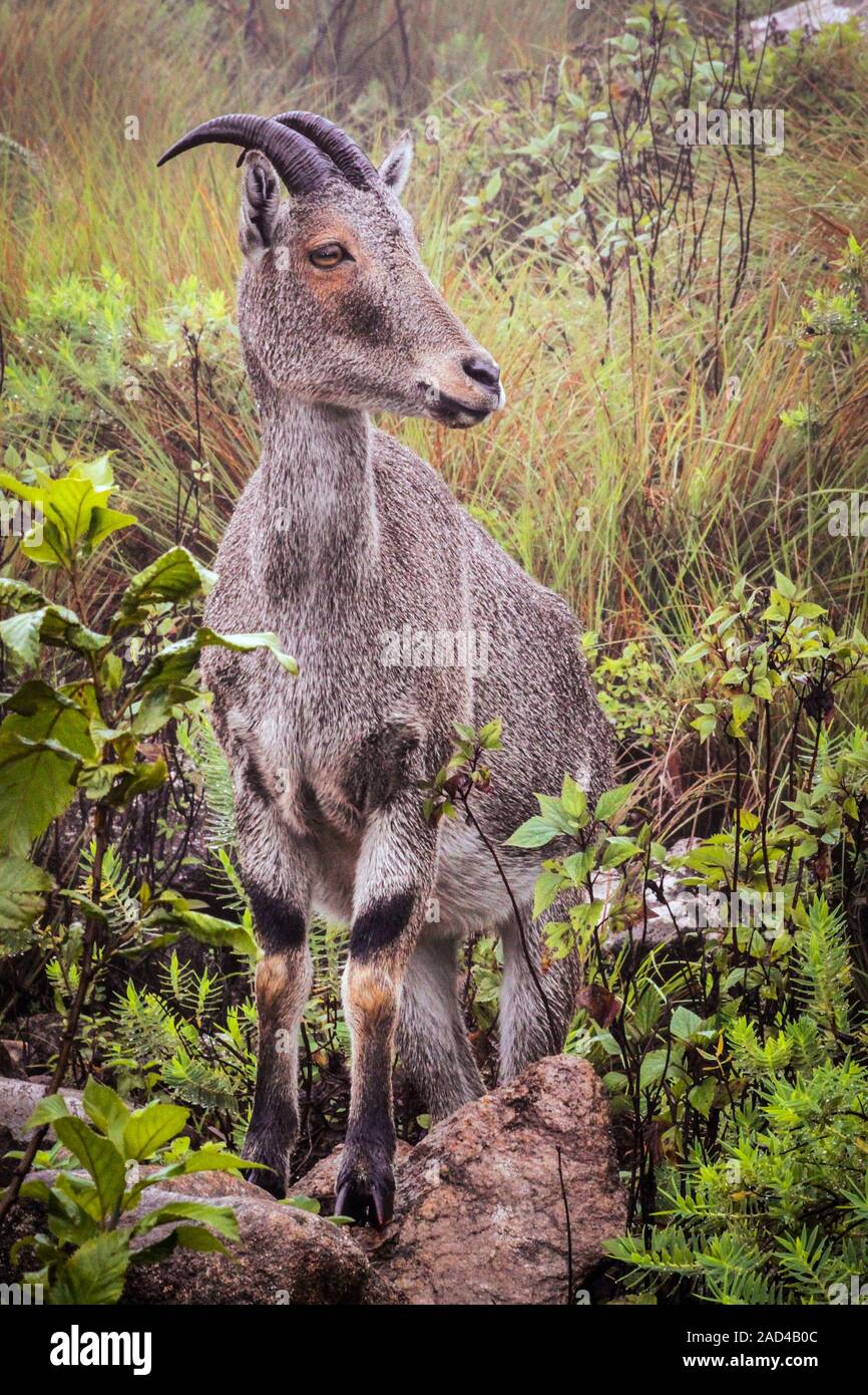 Nilgiri tahr (Nilgiritragus hylocrius). This wild goat-like ungulate is ...