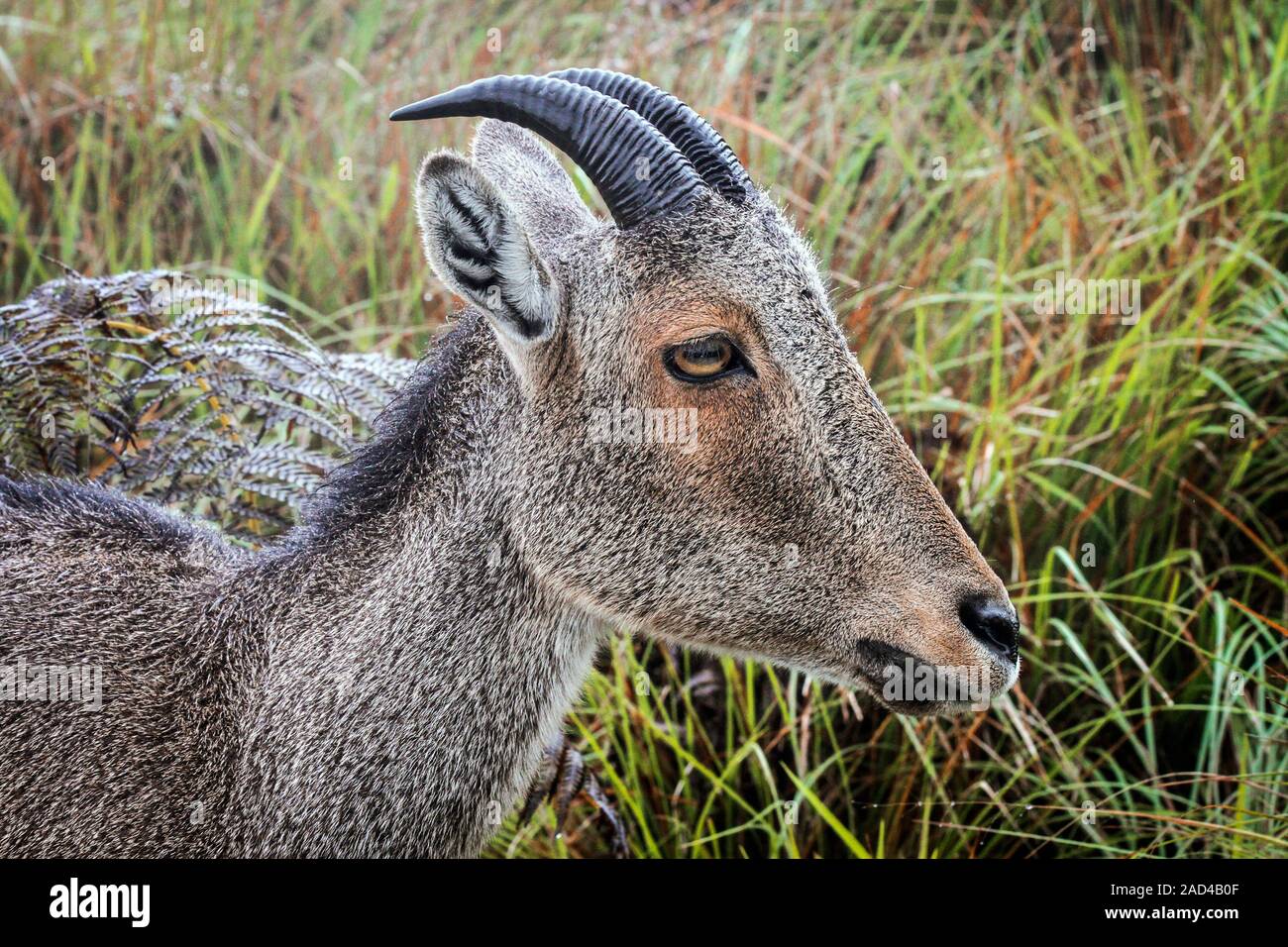 Nilgiri tahr (Nilgiritragus hylocrius). This wild goat-like ungulate is ...