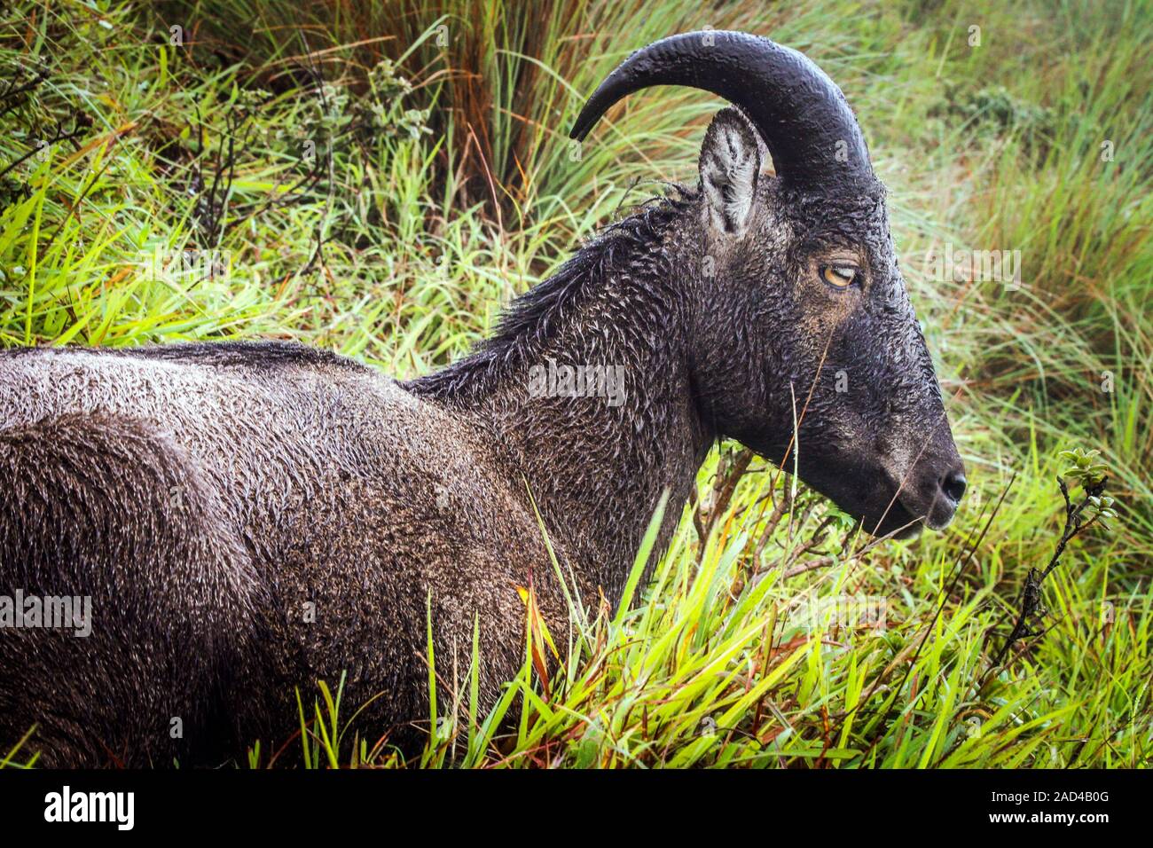 Nilgiri tahr (Nilgiritragus hylocrius). This wild goat-like ungulate is ...