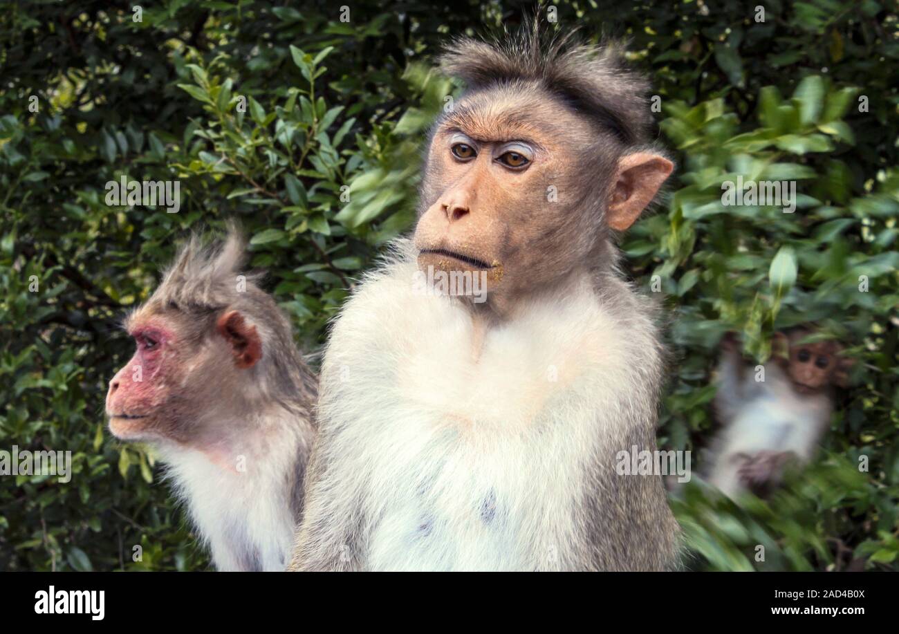 Bonnet macaques (Macaca radiata). This monkey is so-named because of ...