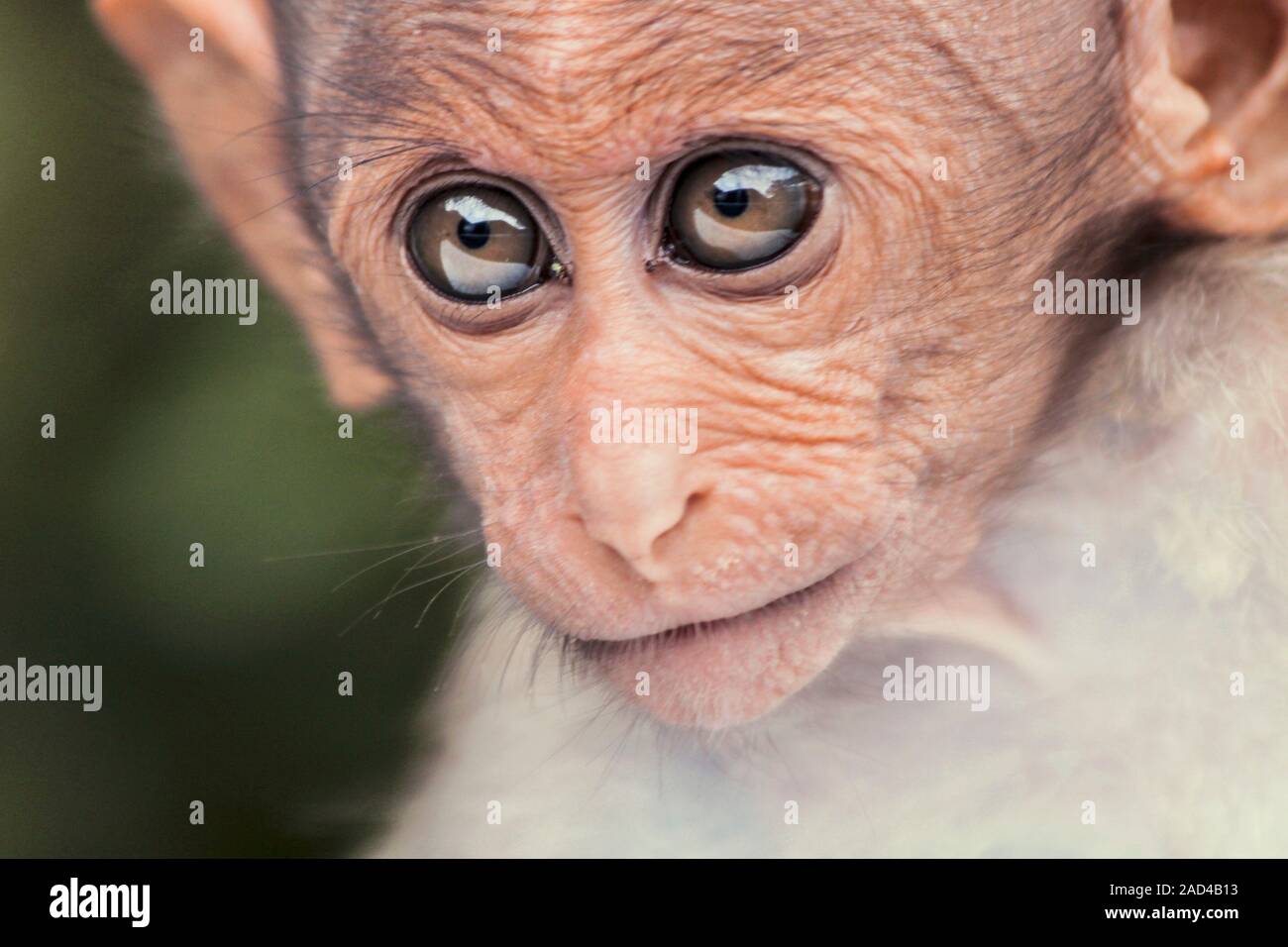 Young bonnet macaque (Macaca radiata). This monkey is so-named because ...