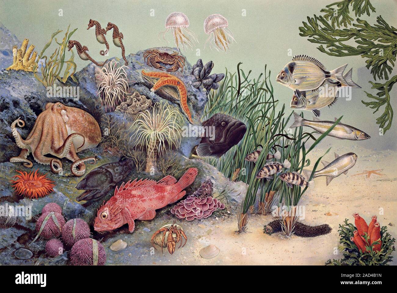 Illustration of a group of various sea animals Stock Photo - Alamy