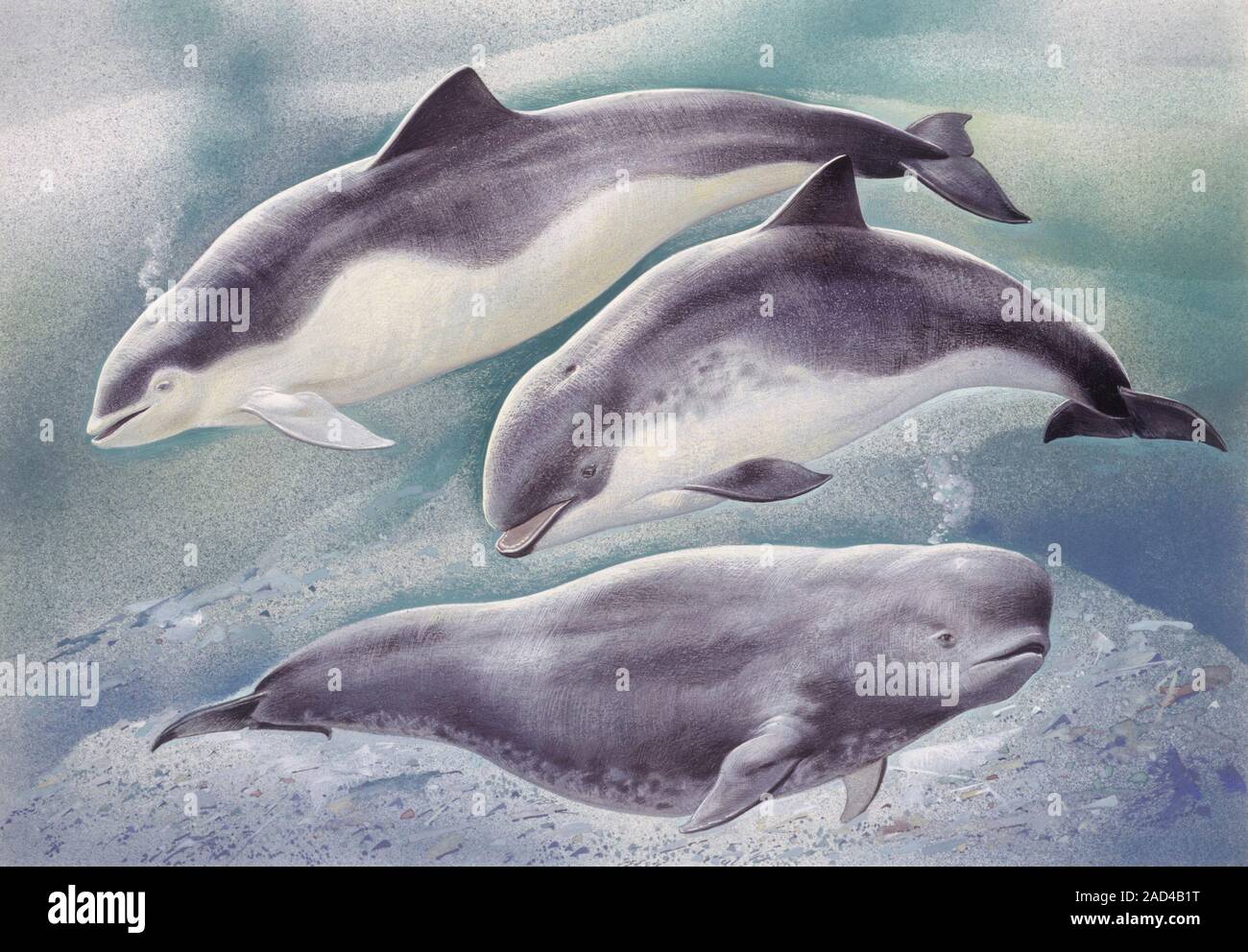 Cetaceans. Spectacled Porpoise, (Phocoena dioptrica), Harbour Porpoise ...
