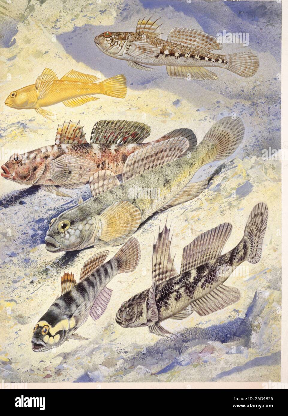 Starry sturgeon (Acipenser stellatus), and Beluga sturgeon (Huso huso ...