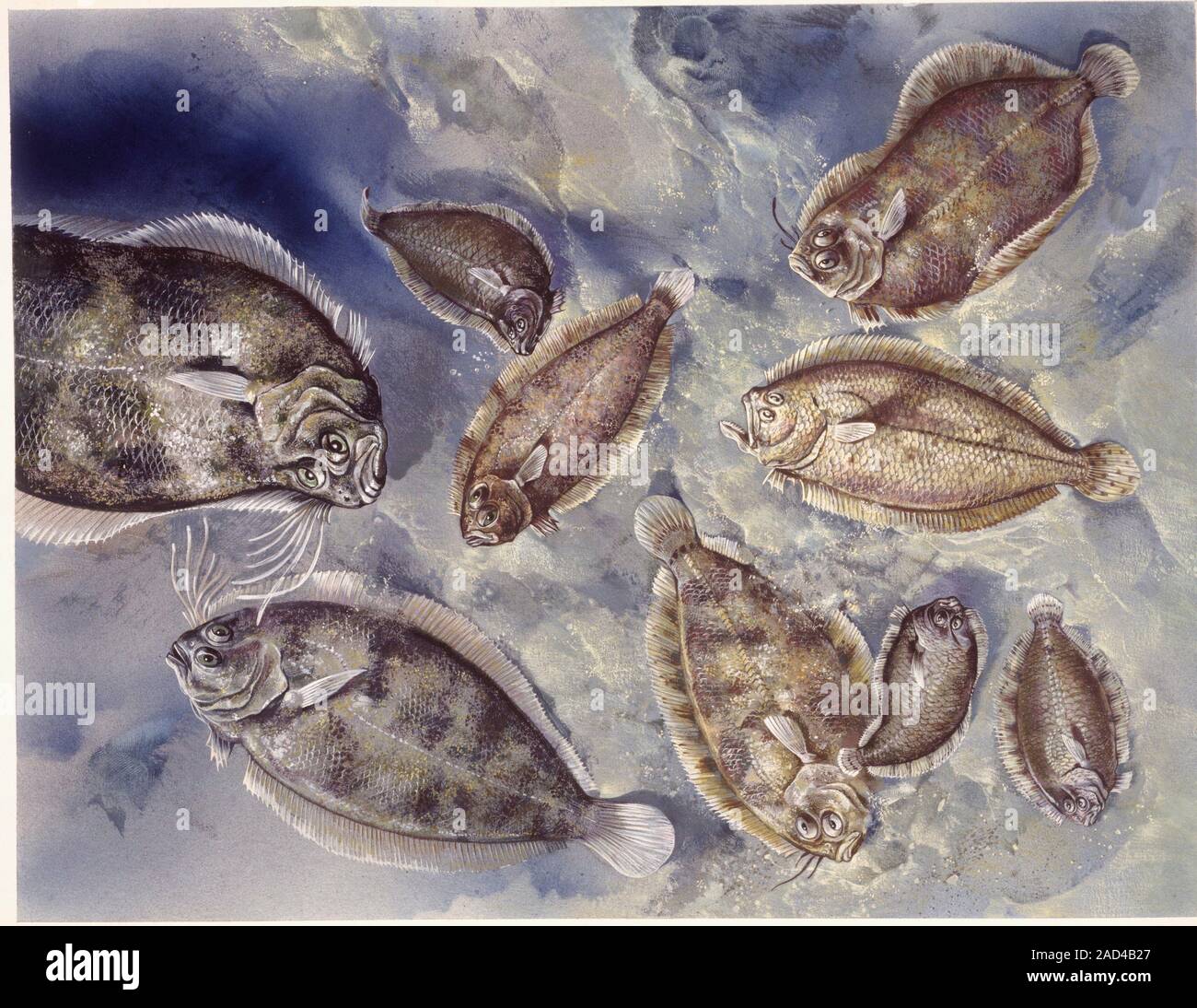 Pleuronectiformes (flatfishes), Bothidae (Arnoglossus sp.), different ...