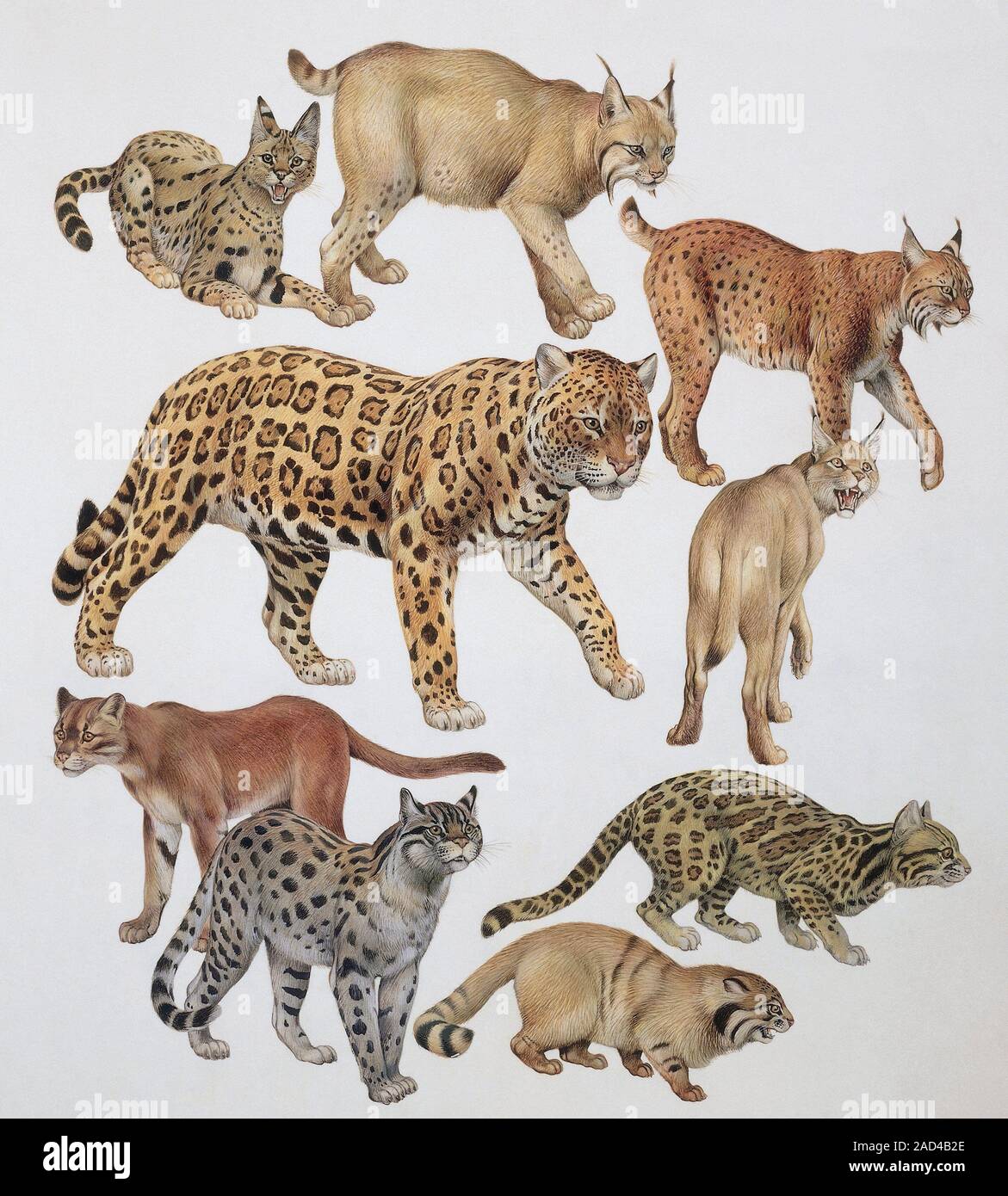 Illustration of a group of wildcats Stock Photo - Alamy