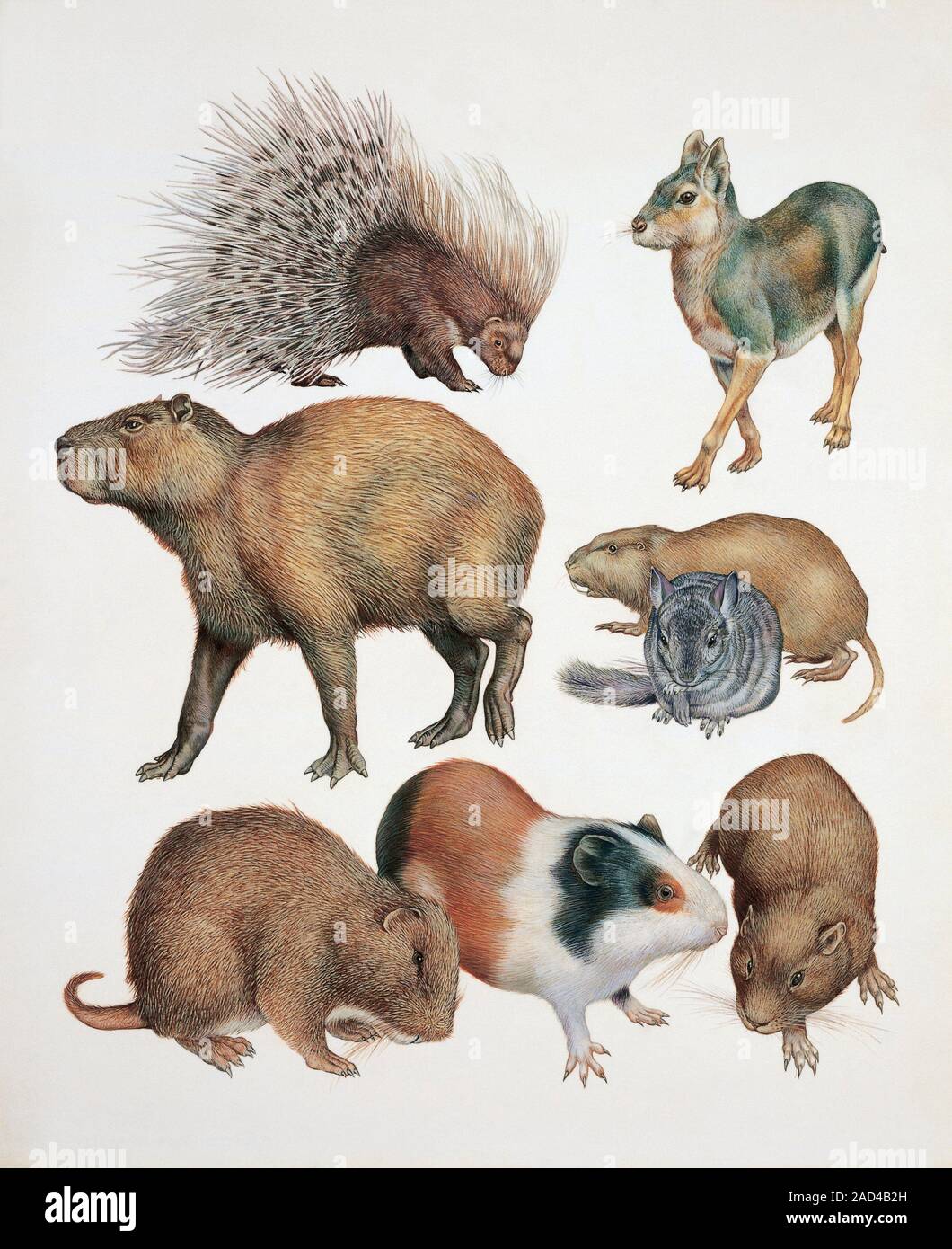 Illustration of a group of rodents Stock Photo - Alamy