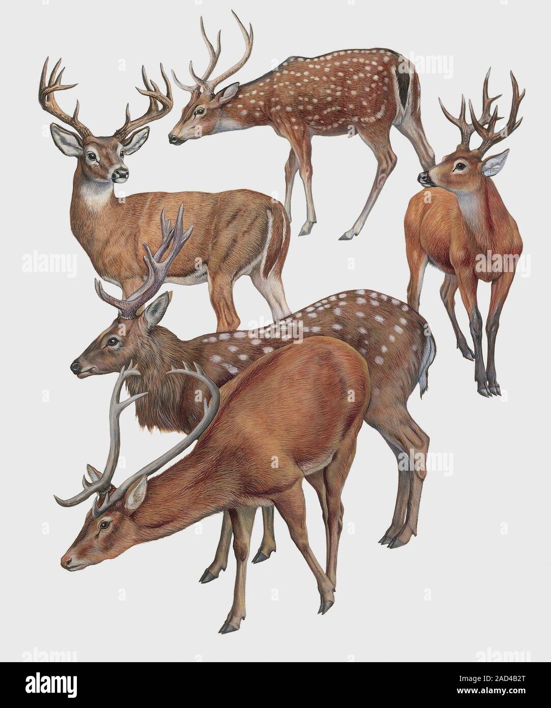 Five cervidae mammals, illustration Stock Photo - Alamy