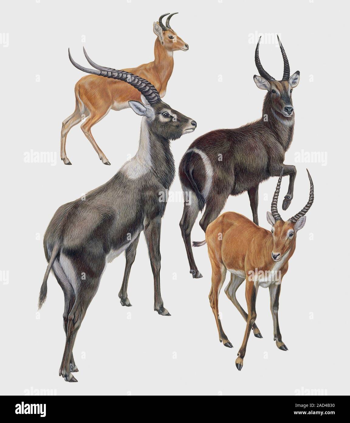 Four cattle of the bovids family, illustration Stock Photo - Alamy
